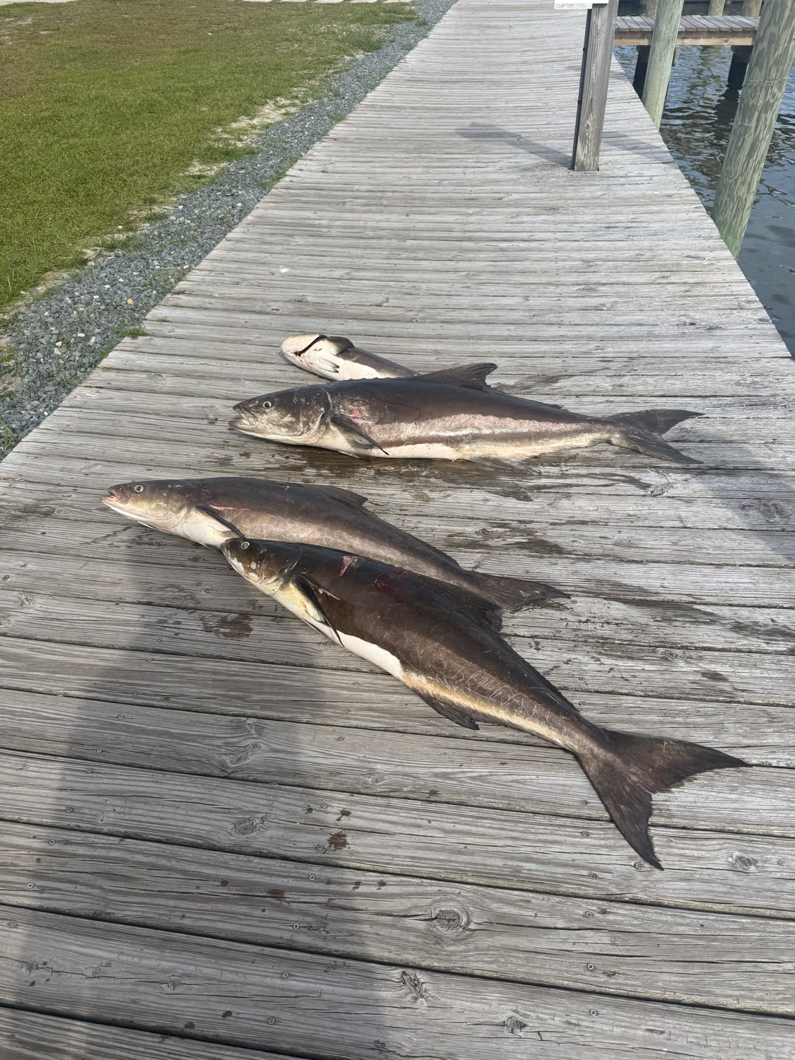 Fun Fishin' Times - Oregon Inlet Fishing Center